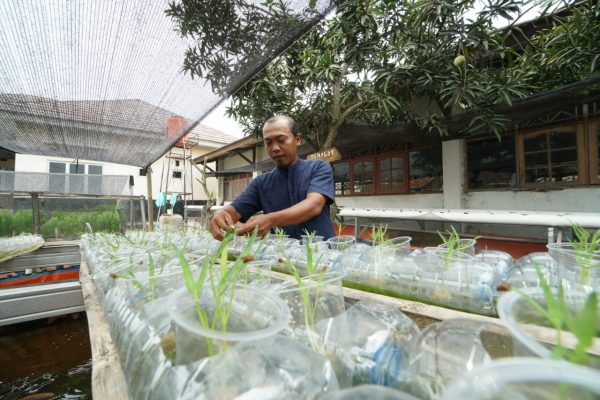 JEJAK SETAPAK, Upaya Pertamina EP Kembangkan Kualitas Pertanian Organik ... JEJAK SETAPAK, Upaya Pertamina EP Kembangkan Kualitas Pertanian Organik ...